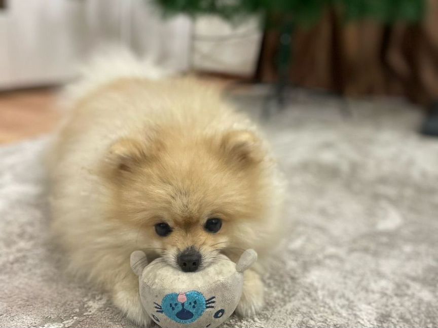 Вязка собак шпиц померанский