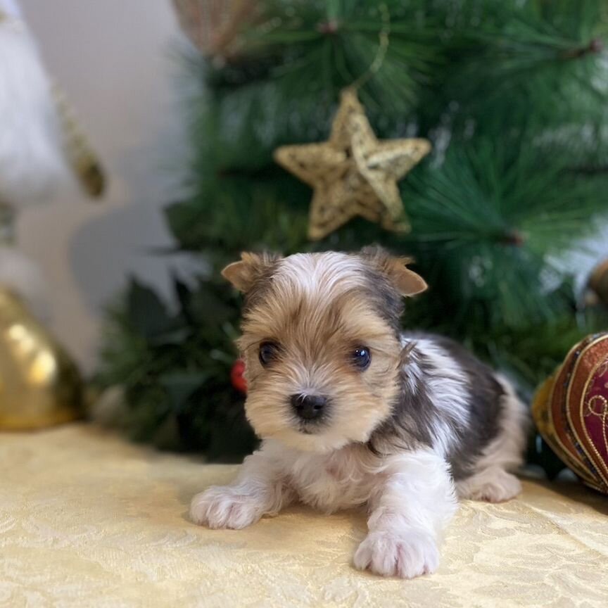 Красивый блюберри мальчик