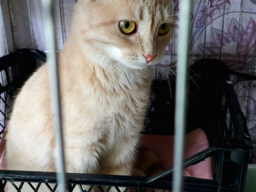 Кошка