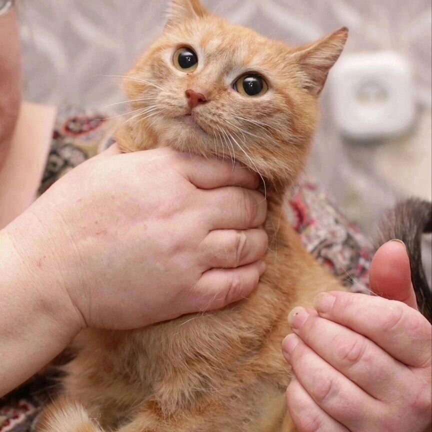 Кошка