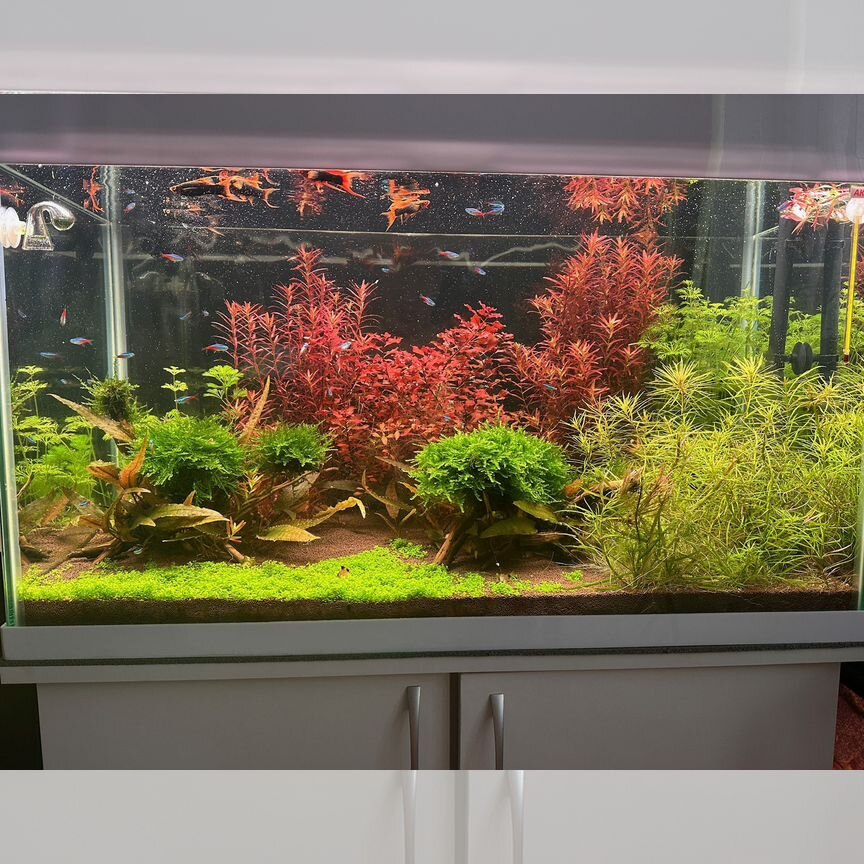 Меченосец берлинский флаговый