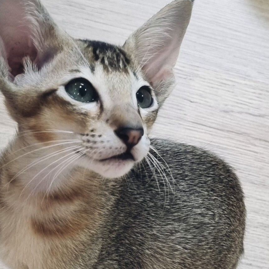 Невероятный малыш