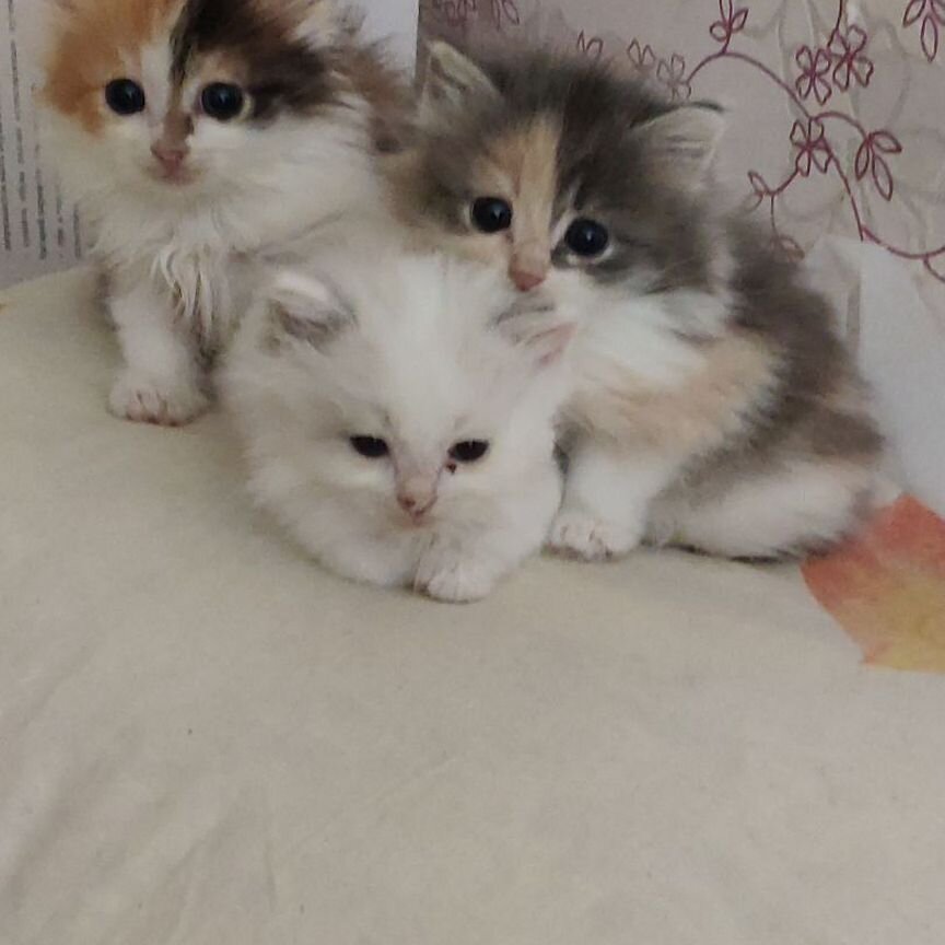 Котенок богатка