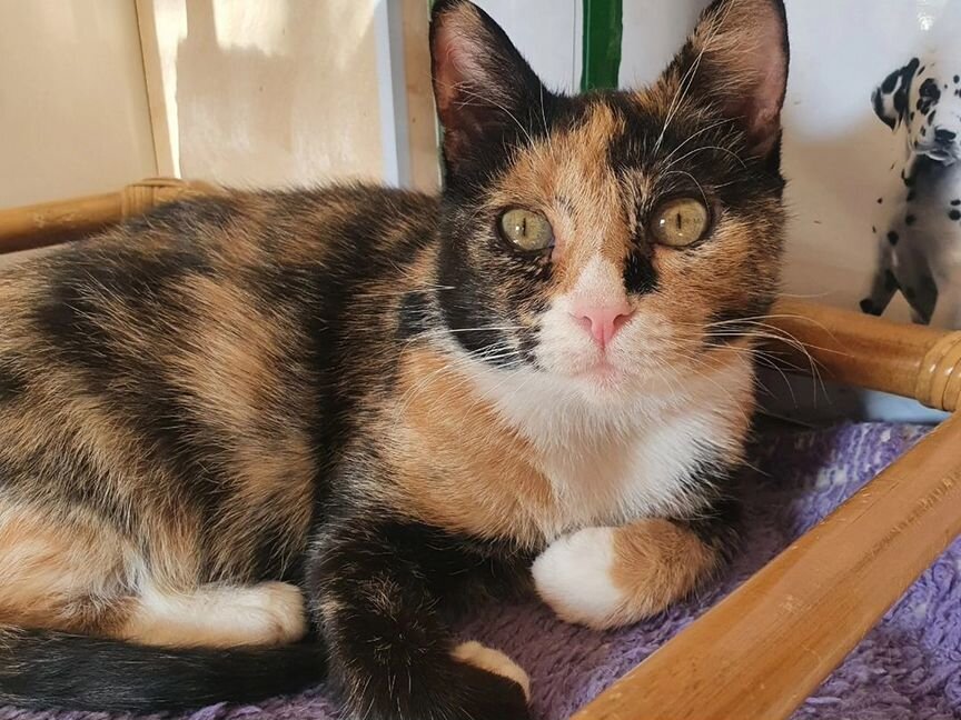 Девочке нужен дом