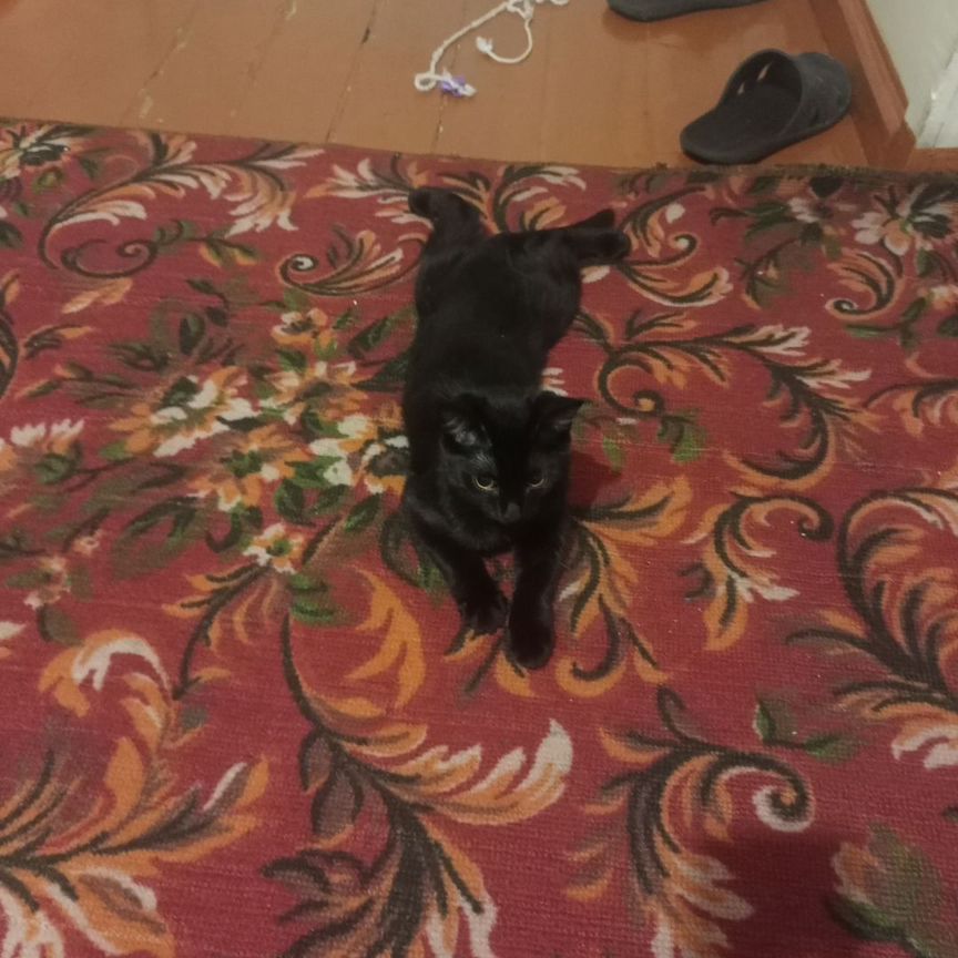 Котёнок отдам бесплатно
