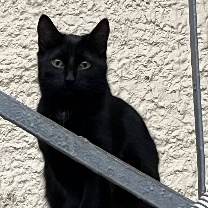 Котенок малыш выживает на улице