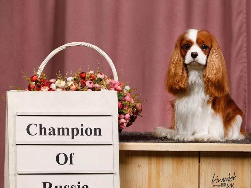 Кавалер кинг чарльз спаниель вязка
