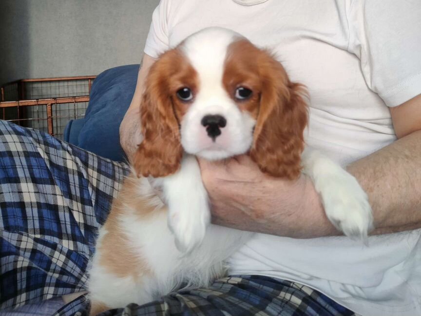 Кавалер Кинг чарльз спаниель