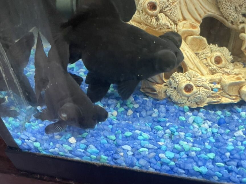 Черные телескопы