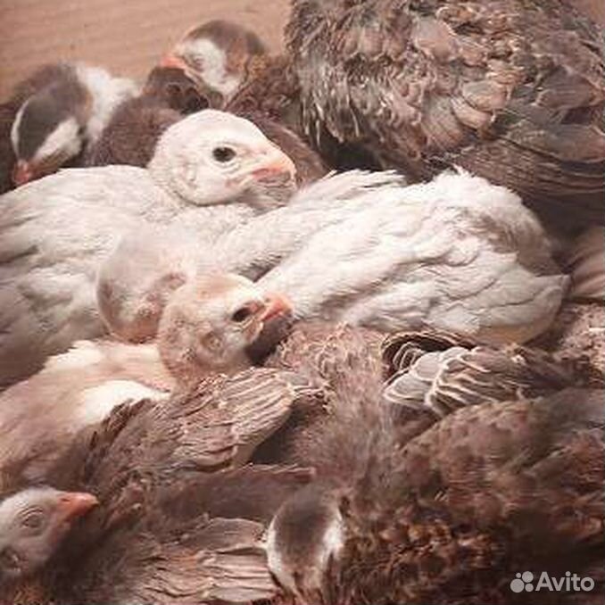 Цыплята цесарки