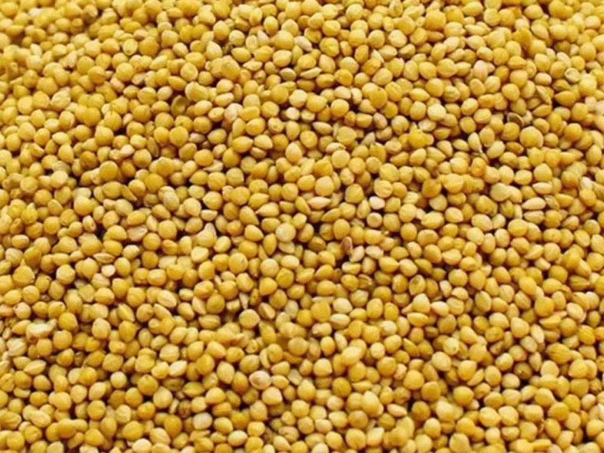 Семена просо