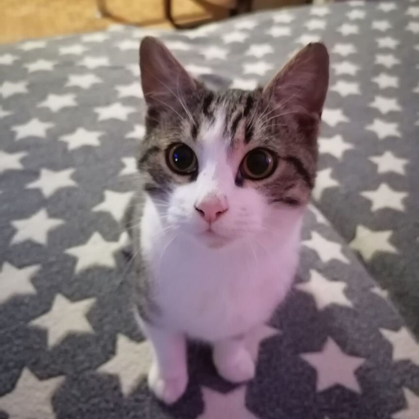 Котёнок бесплатно