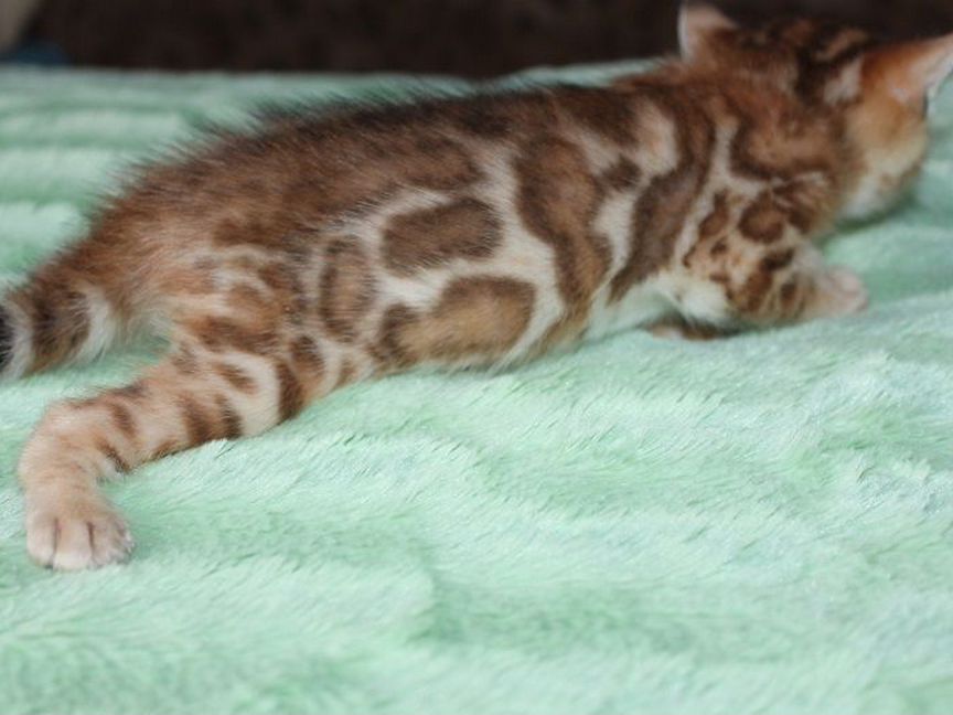 Шикарные бенгальские малыши