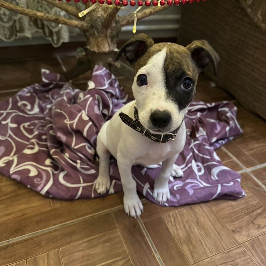 Американский стафордширский терьер