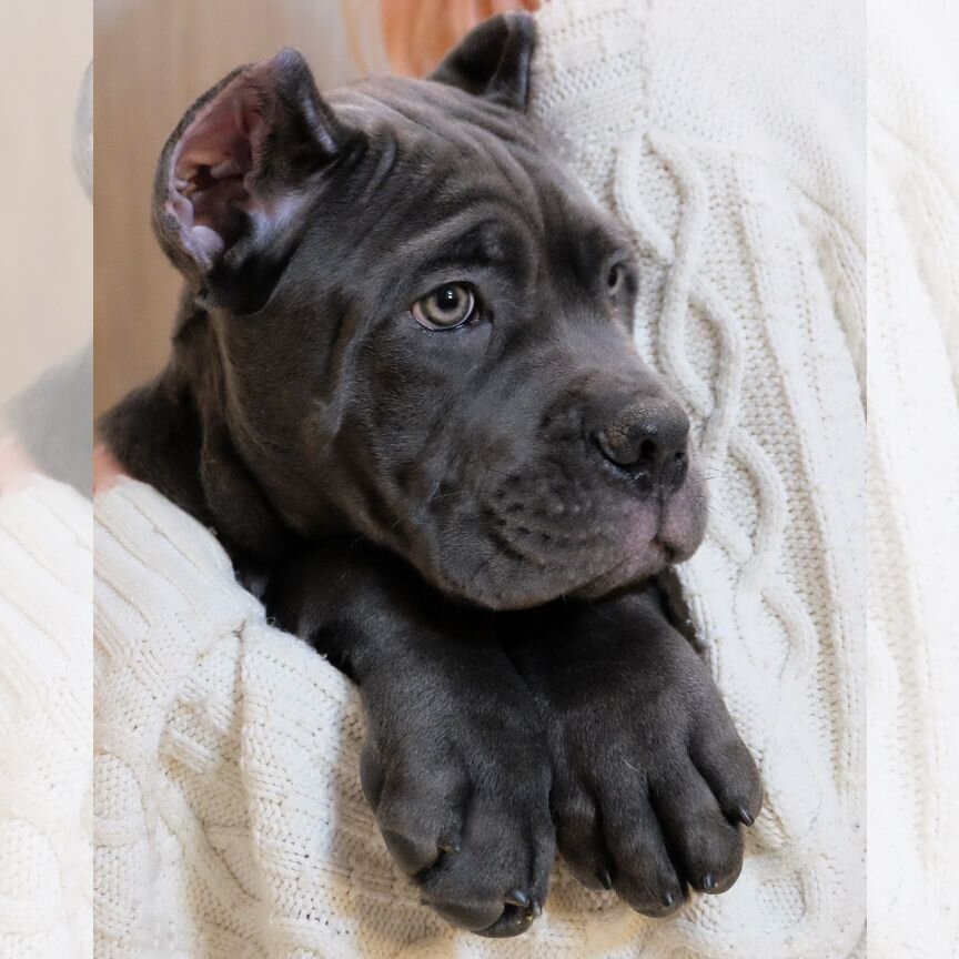 Кане-корсо, щенок