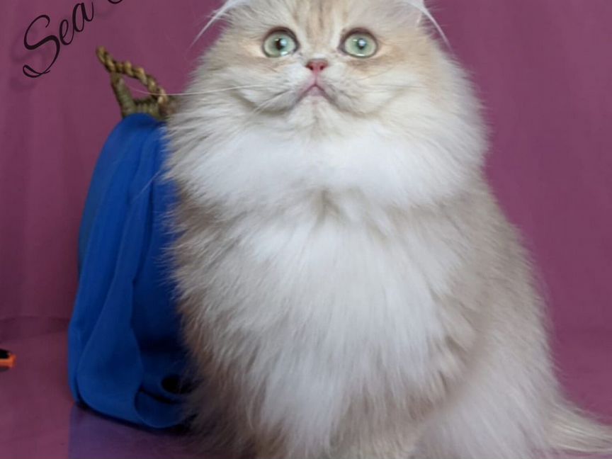 Шикарная подрощенная BLH cy11 девочка