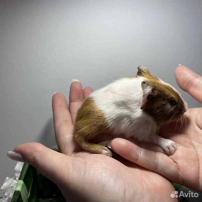 Морская свинка смесь тедди гладкошёрстная бронь