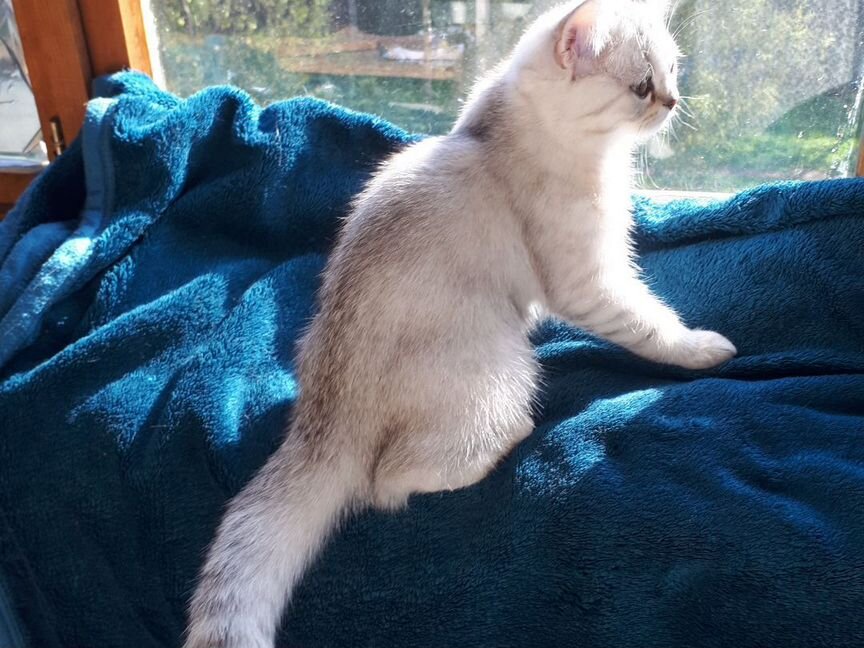 Кошки