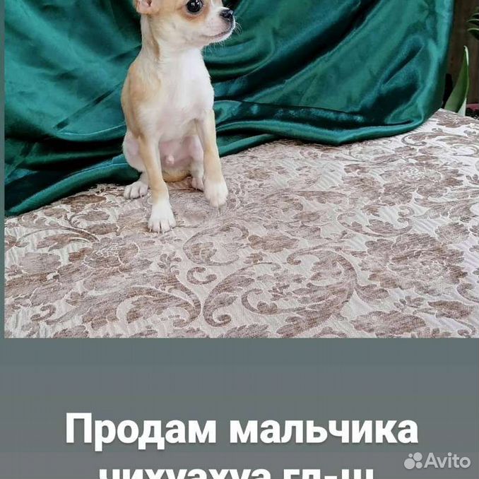 Мальчик чихуахуа гл-ш