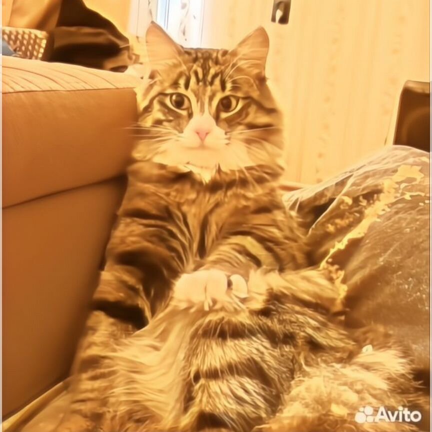 Мейн-кун котёнок