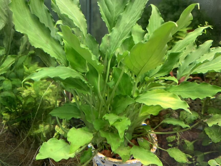 Schismatoglottis Prietoi