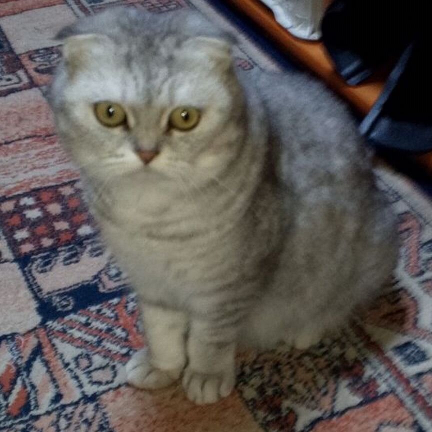 Шотландский вислоухий короткошёрстный котёнок