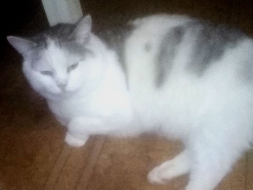 Крупный белый котик в добрые руки