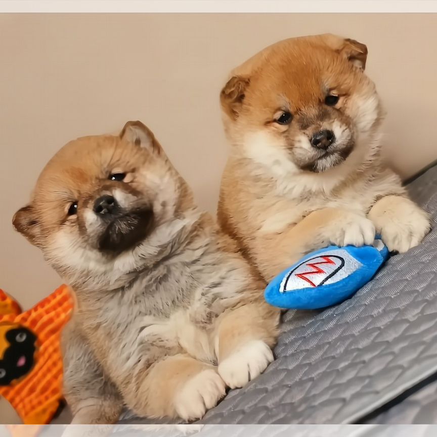 Сиба-ину, щенок