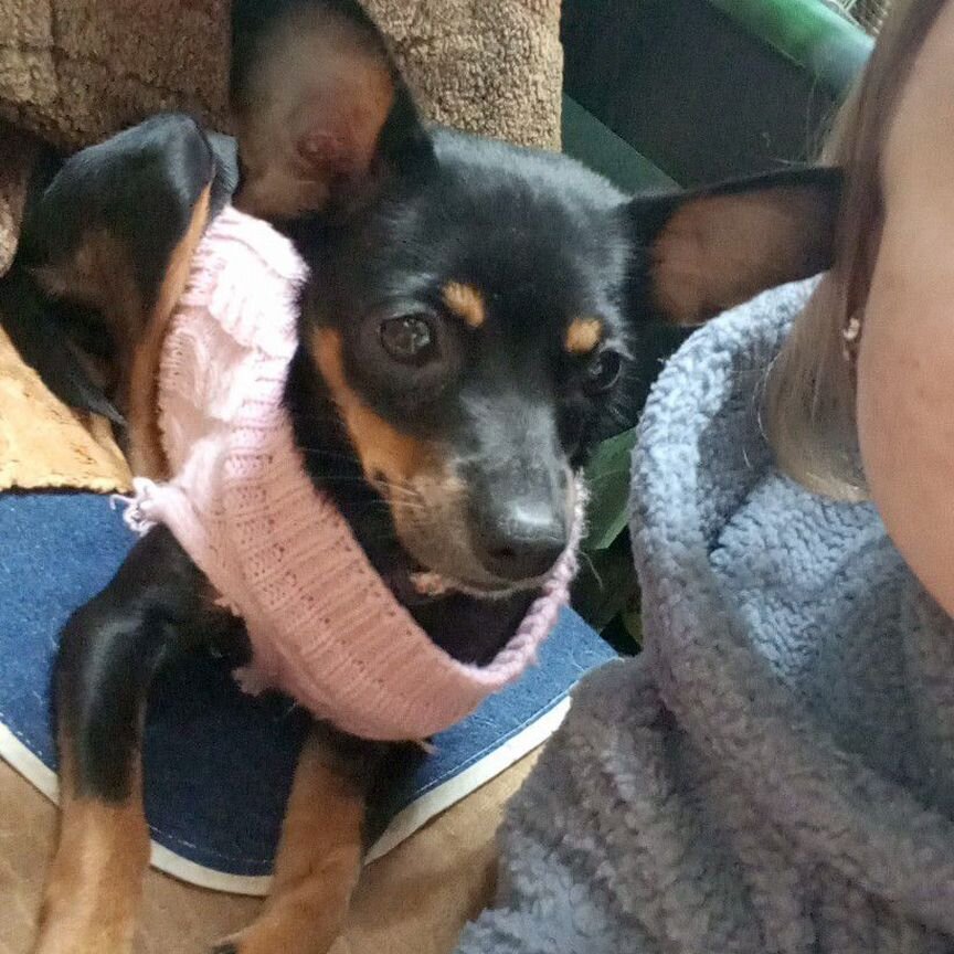 Пражский крысарик, щенок