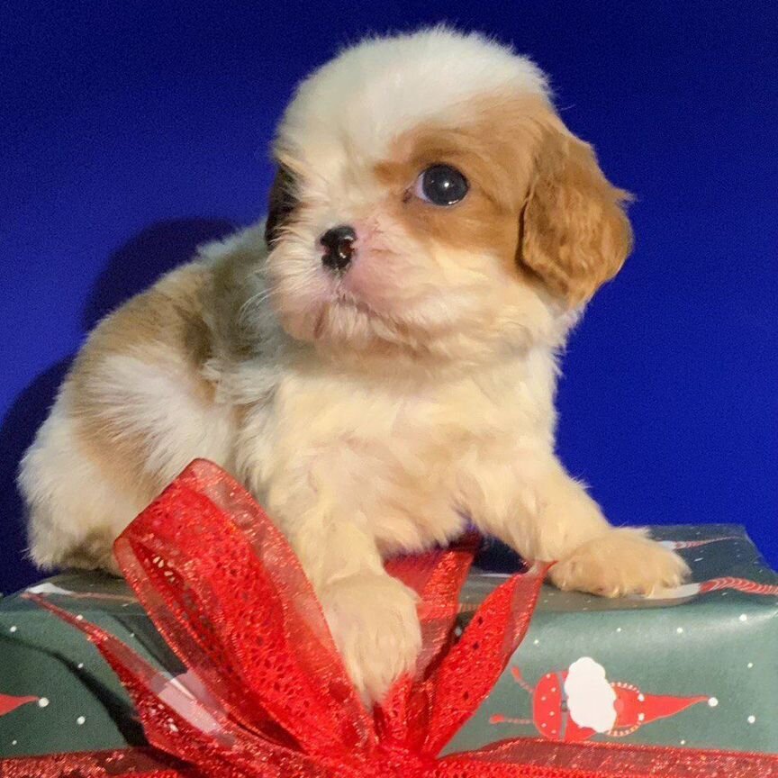 Мини мальчик кавалер кинг чарлз спаниель