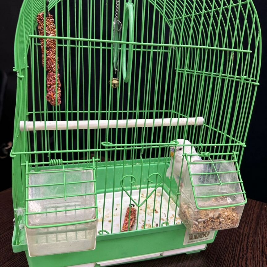 Волнистый попугай самец