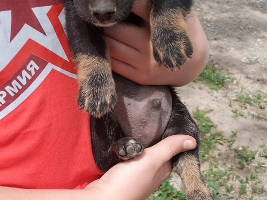 Очень хорошие сторожа