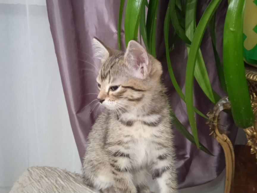 Котик полосатый в добрые руки