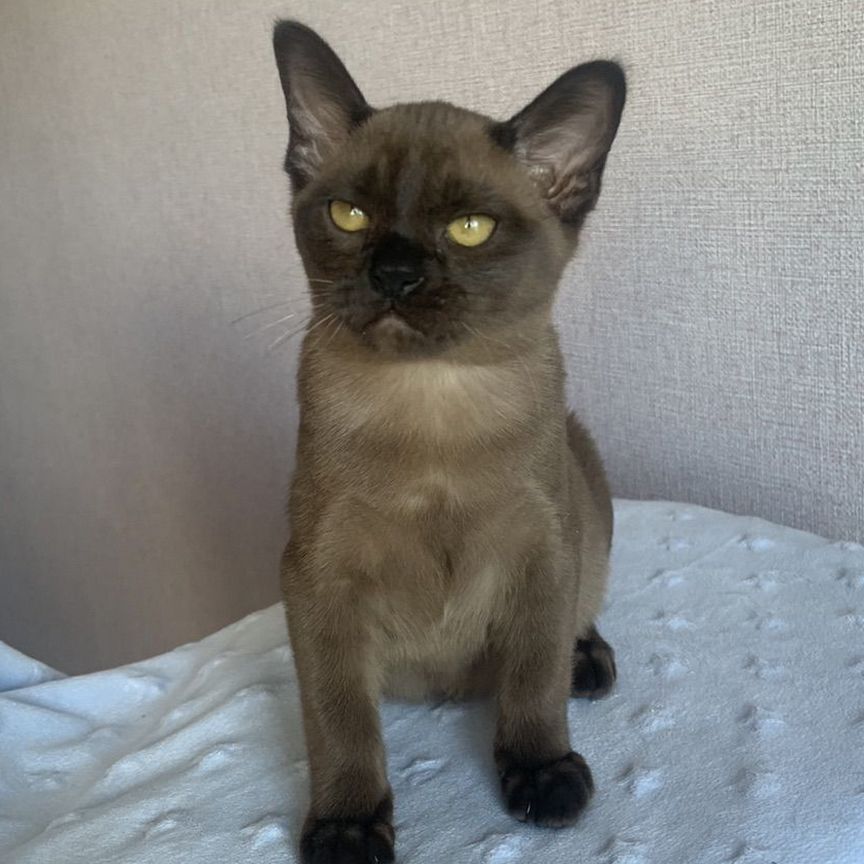 Европейский бурманский котёнок