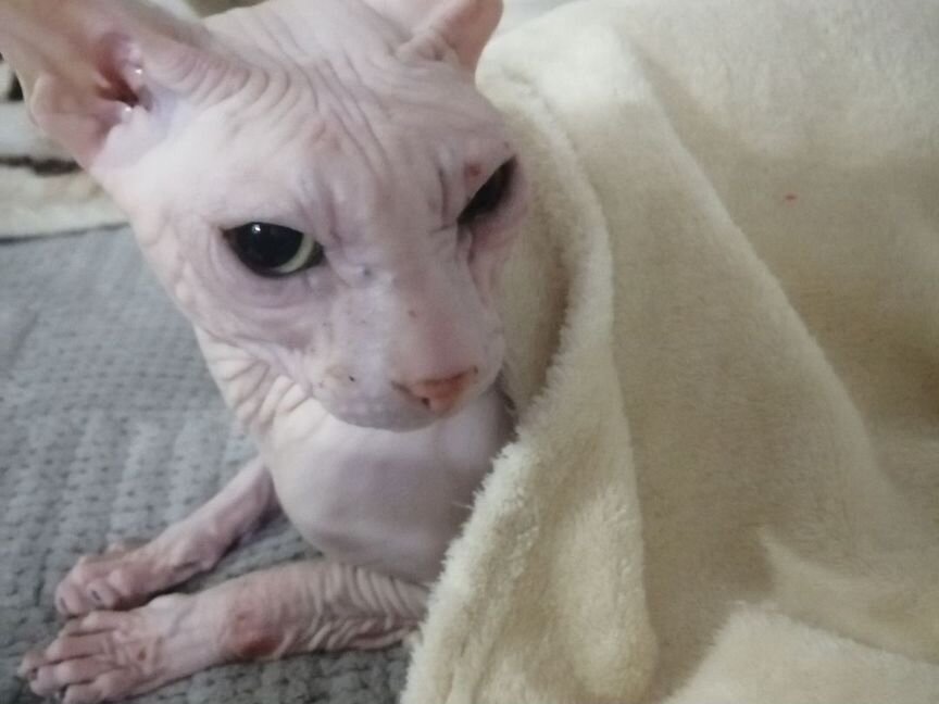 Кошки в добрые руки бесплатно