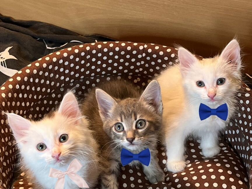 Котята в добрые руки