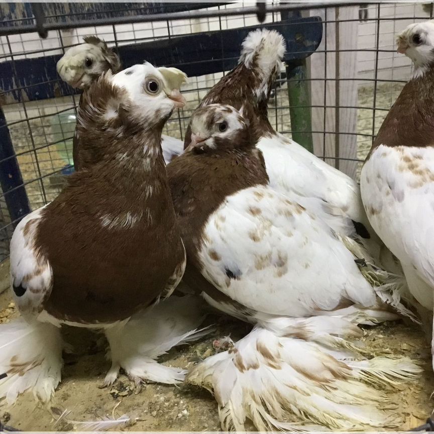 Голуби узбекские и американские кормилки