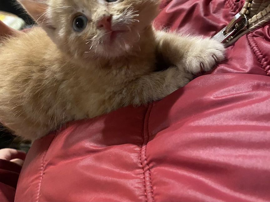 Малыш Рыжик