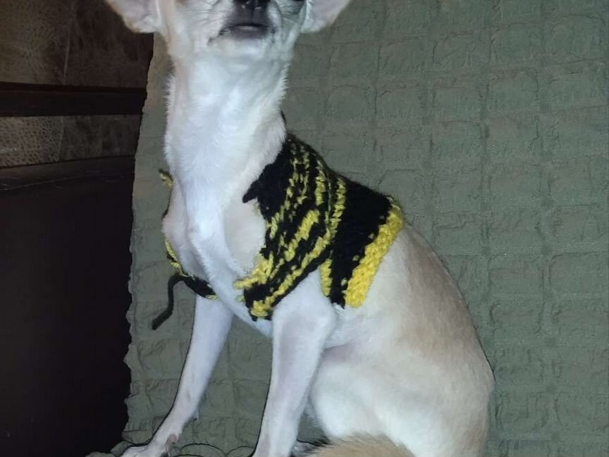 Вязка(пробная) Чихуахуа