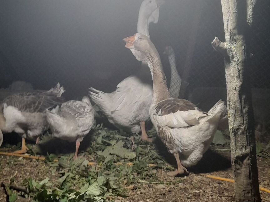 Гуси холмогоры