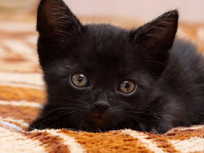 Котенок 1 месяц