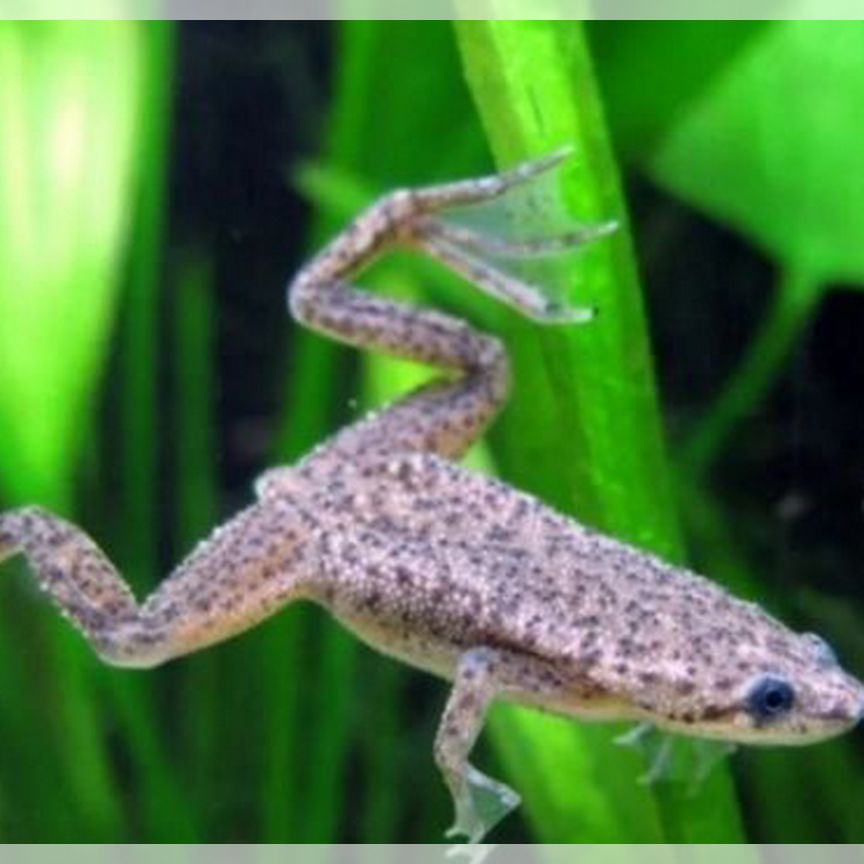 Аквариумная лягушка