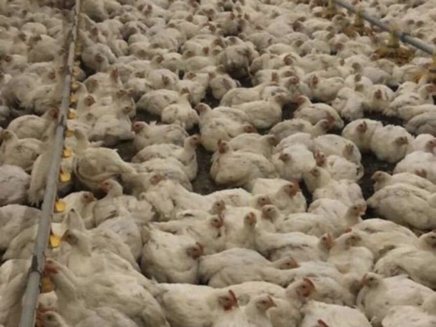 Куры бройлеры