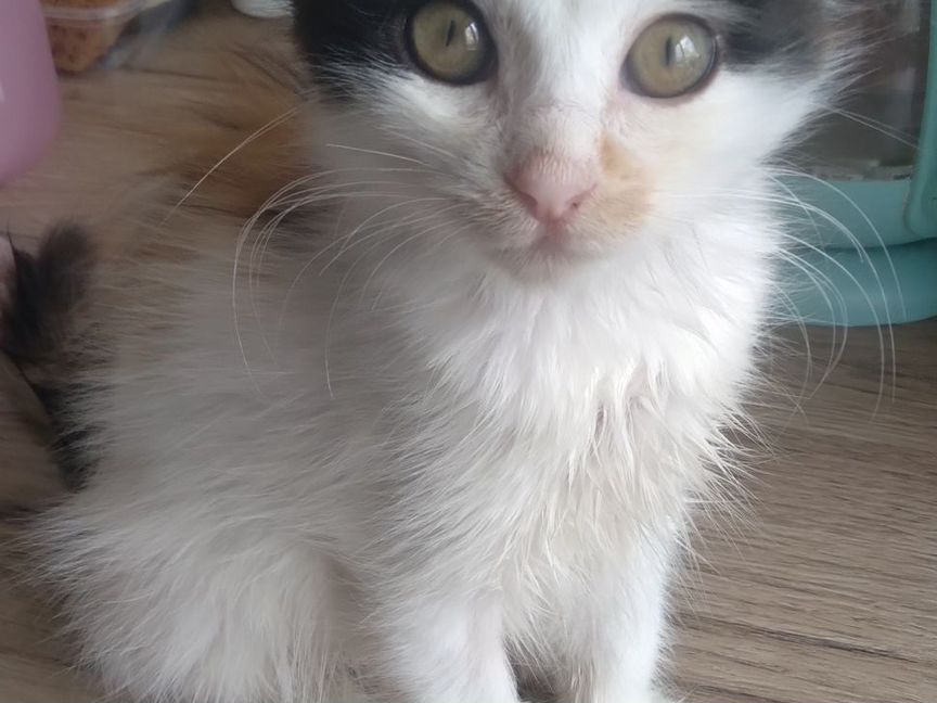 Котенок девочка трехцветная вислоухая