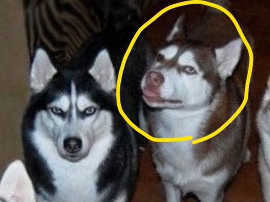 Собаки бесплатно в добрые руки