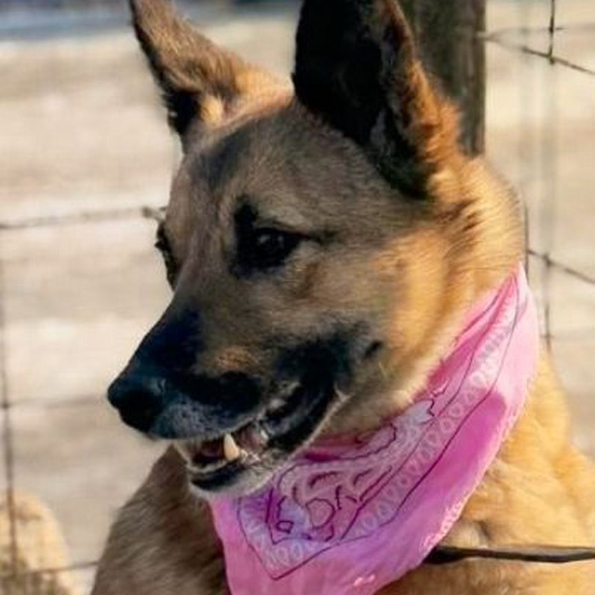 Собака Ларочка в добрые руки Девочка рыжая черная