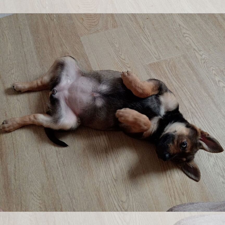 Щенок в добрые руки