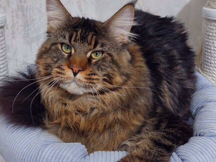 Мейн-кун полидакт 66/66