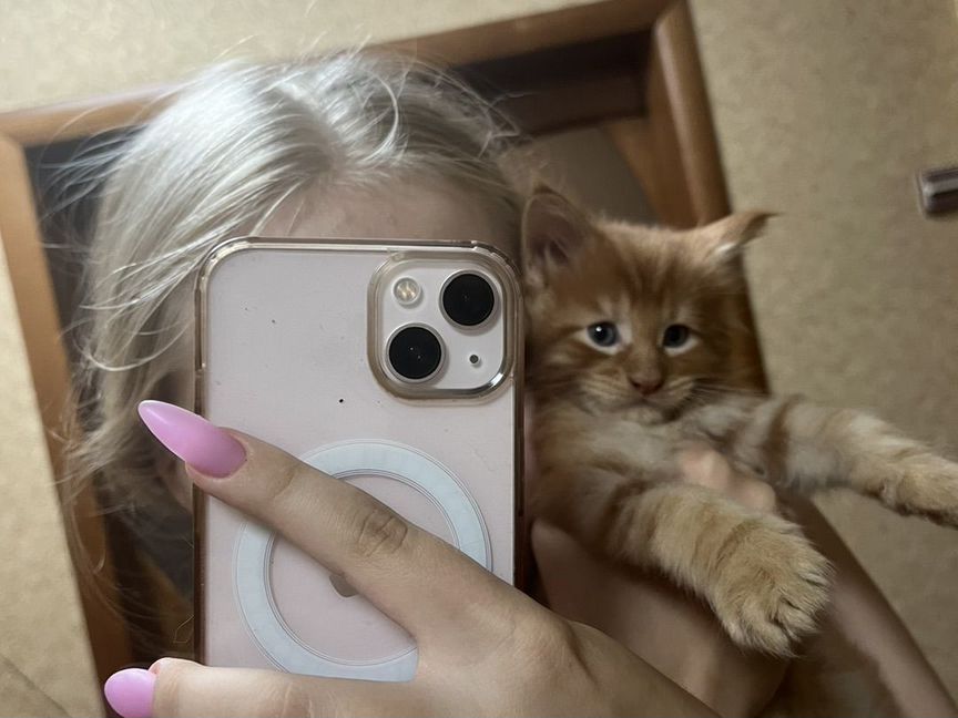 Котята мейн-кун