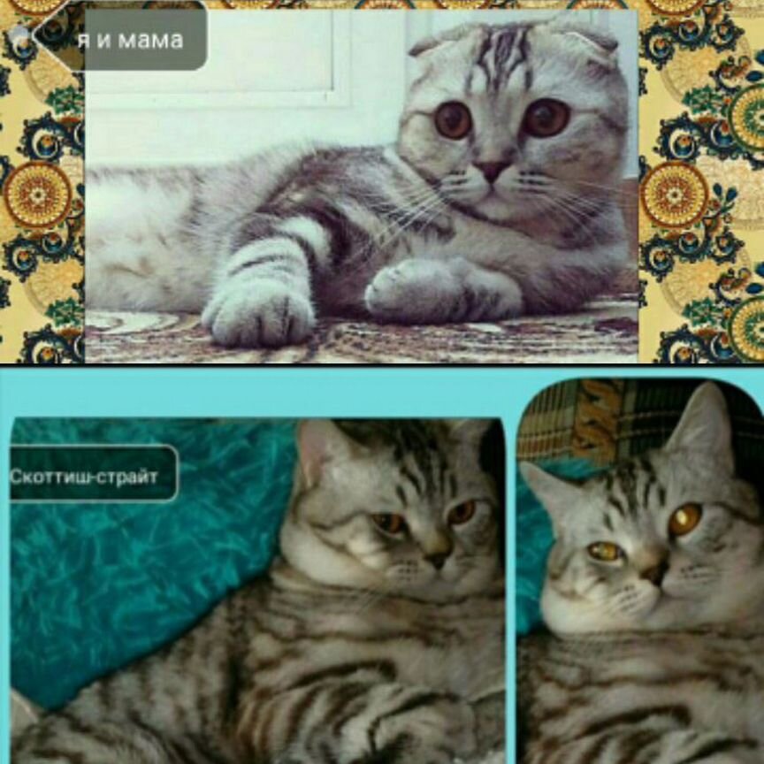 Шотландец,опыт